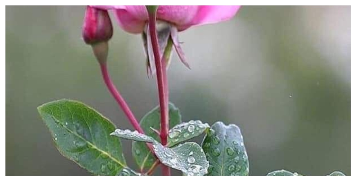 ورود جميلة طبيعية صور جميلة يمكن استخدامها في المجاملات | ويكي مصر