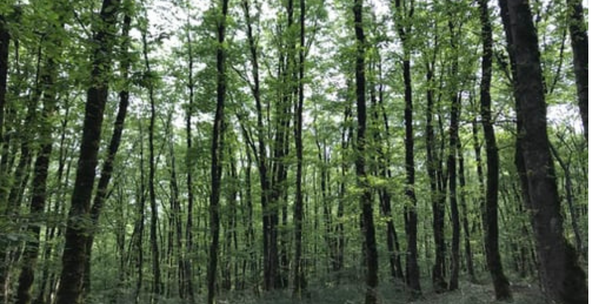 أفضل صور شجر يمكن أن تشاهدها عبر الإنترنت | ويكي مصرأفضل صور شجر يمكن ...