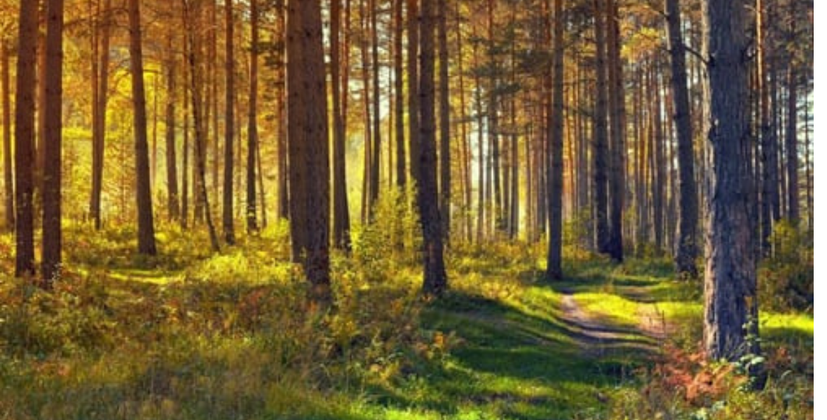 أفضل صور شجر يمكن أن تشاهدها عبر الإنترنت | ويكي مصر